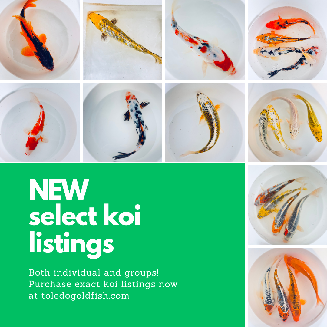 *NEW* Individual Select Koi Listings – Toledo Goldfish