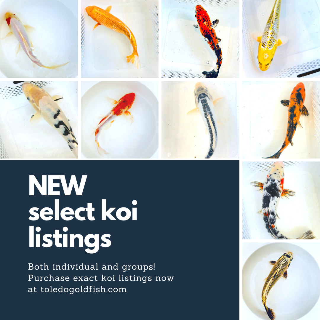 *New* Select Individual Koi Listings – Toledo Goldfish