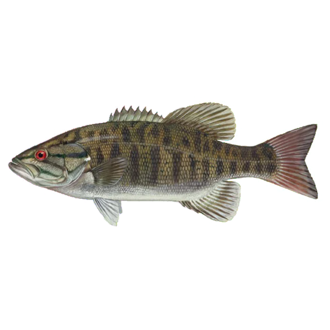 Smallmouth Bass For Sale – Buy Live Smallmouth Bass Online | Toledo ...