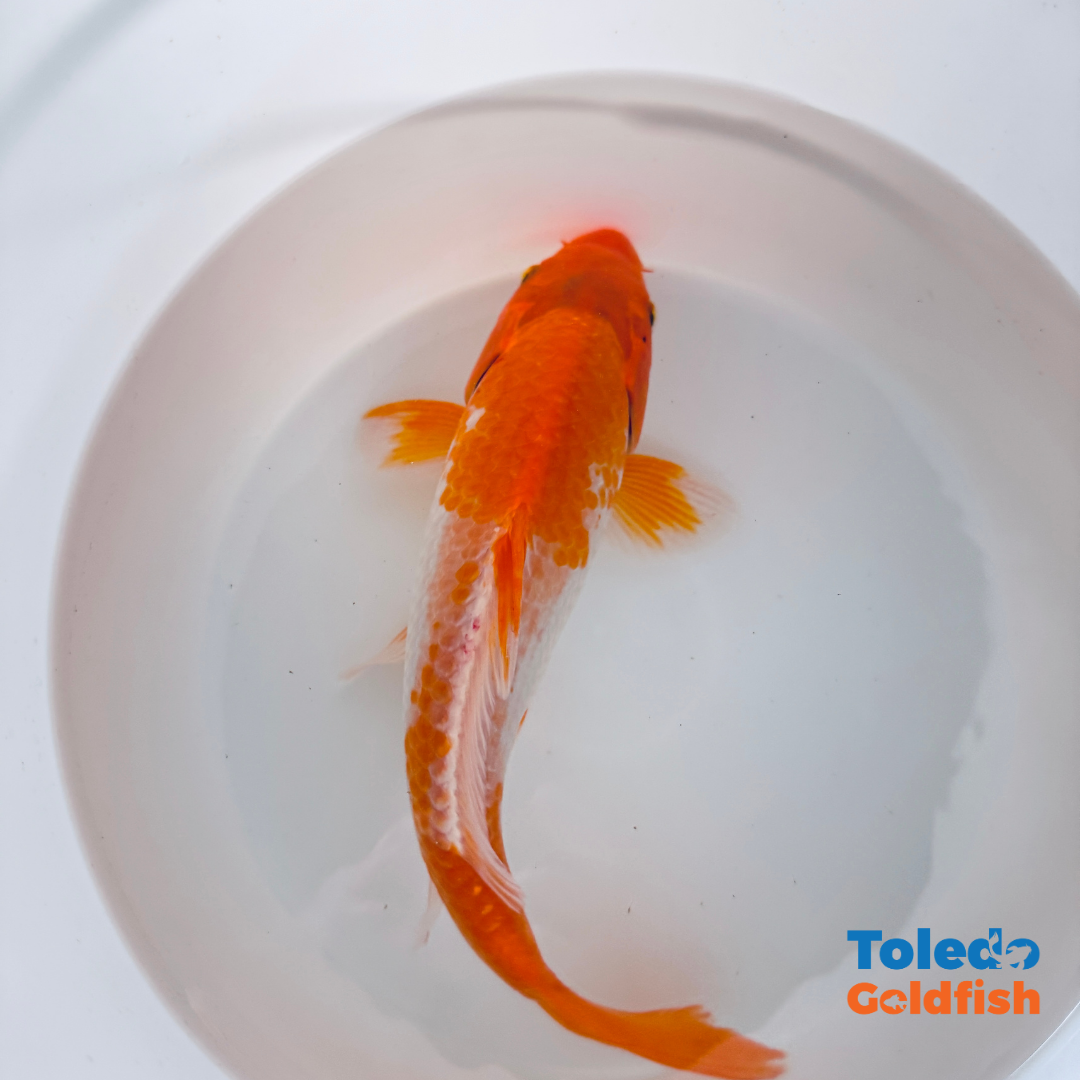Exact Standard Fin Koi | Koi for Sale | Free Shipping | Toledo Goldfish