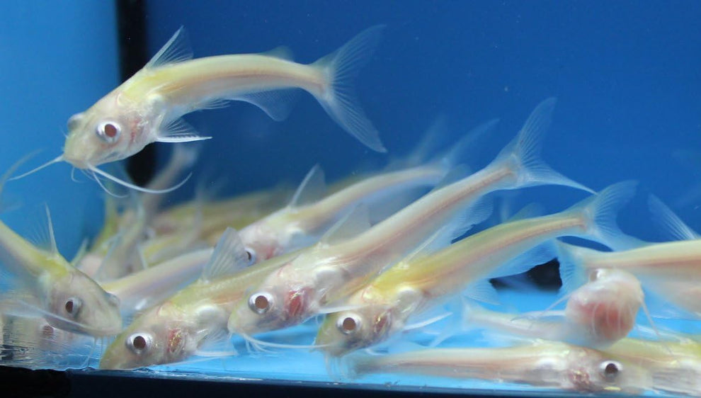 Albino Catfish For Sale – Buy Live Albino Channel Catfish Online ...