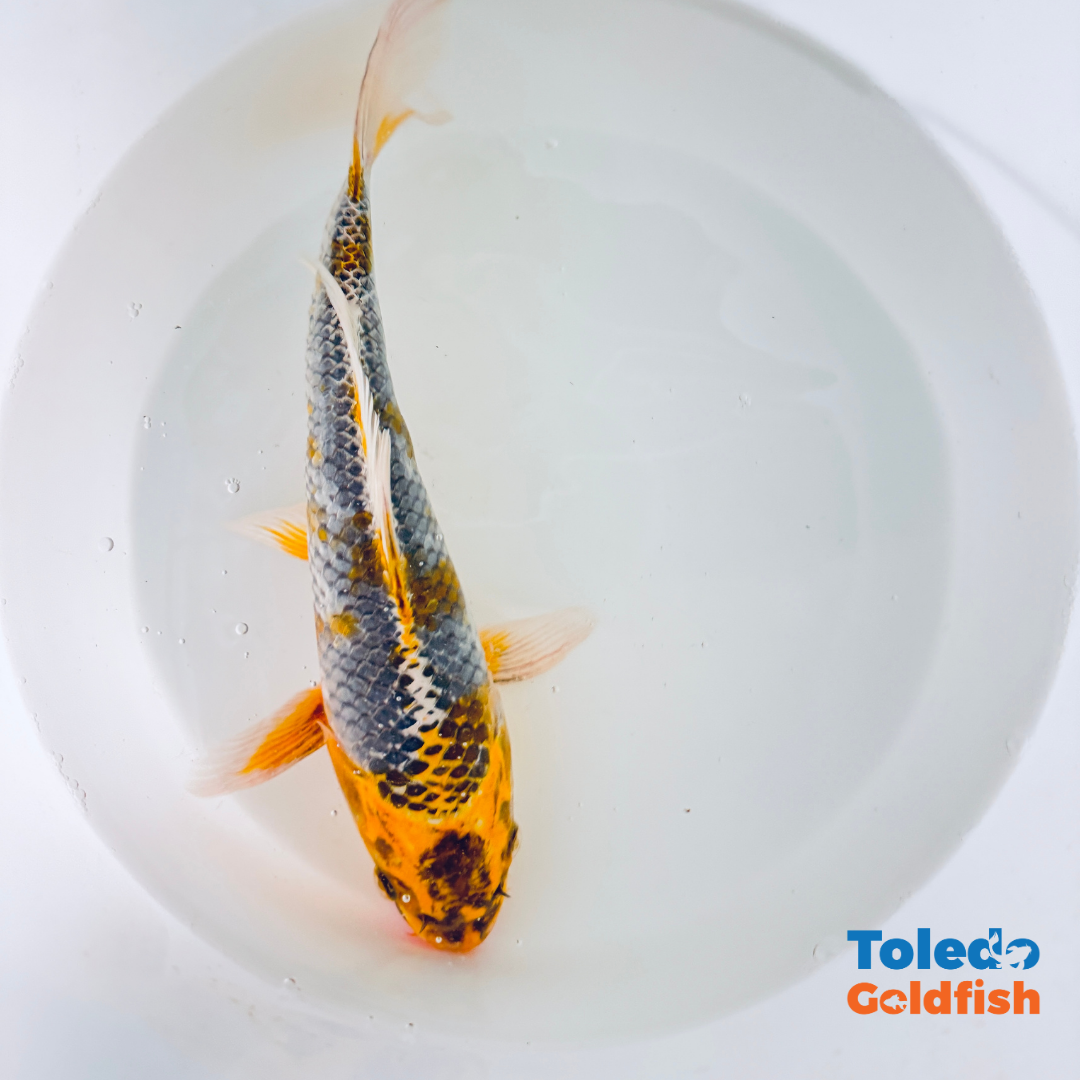 Exact Standard Fin Koi | Koi for Sale | Free Shipping | Toledo Goldfish