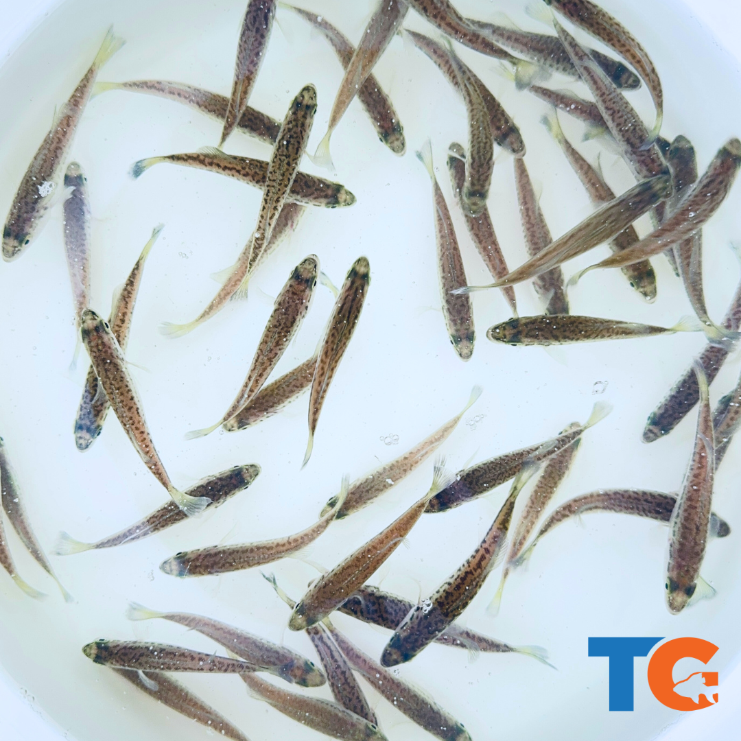 Largemouth Bass For Sale – Buy Live Largemouth Bass Online | Toledo ...