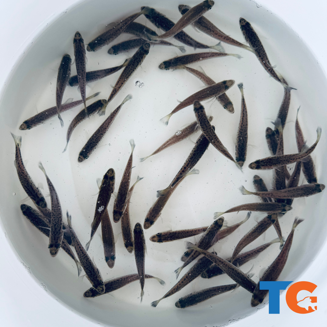 Largemouth Bass For Sale – Buy Live Largemouth Bass Online | Toledo ...