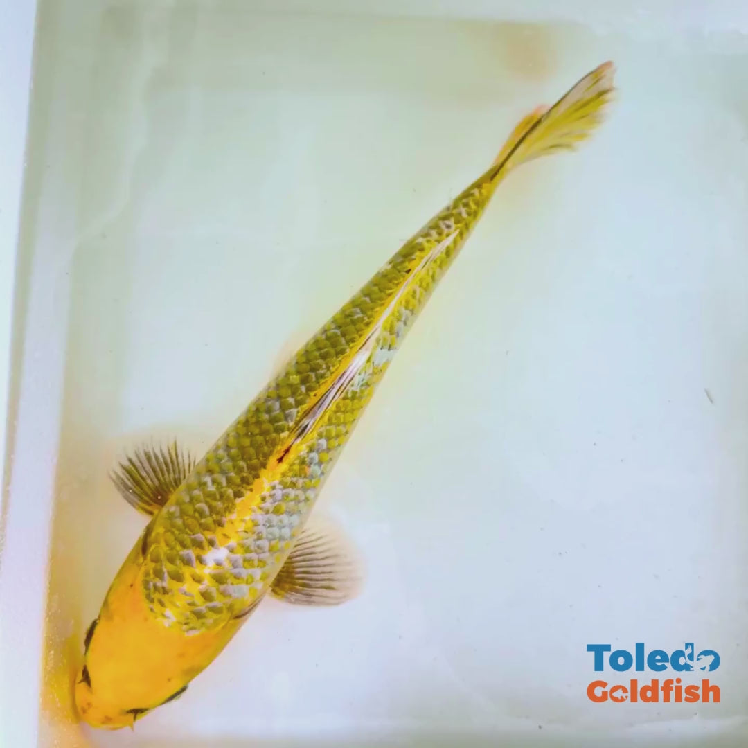 Exact Standard Fin Koi | Koi for Sale | Free Shipping | Toledo Goldfish