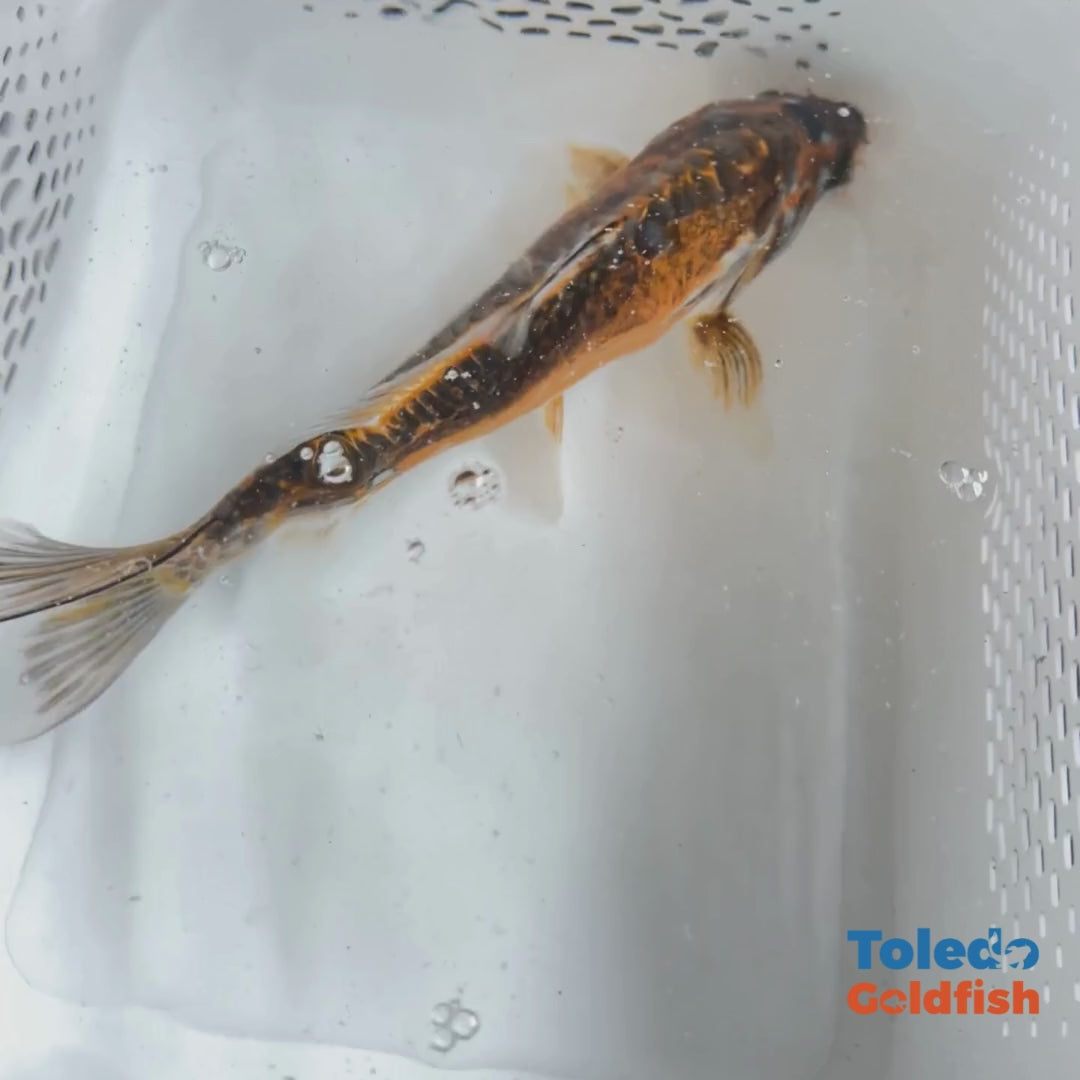 Exact Standard Fin Koi | Koi for Sale | Free Shipping | Toledo Goldfish