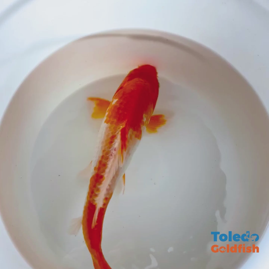 Exact Standard Fin Koi | Koi for Sale | Free Shipping | Toledo Goldfish