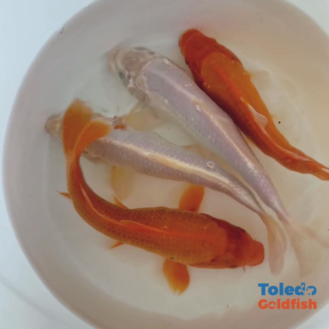 Highlighter Standard Fin Koi | Koi for Sale | Free Shipping | Toledo ...