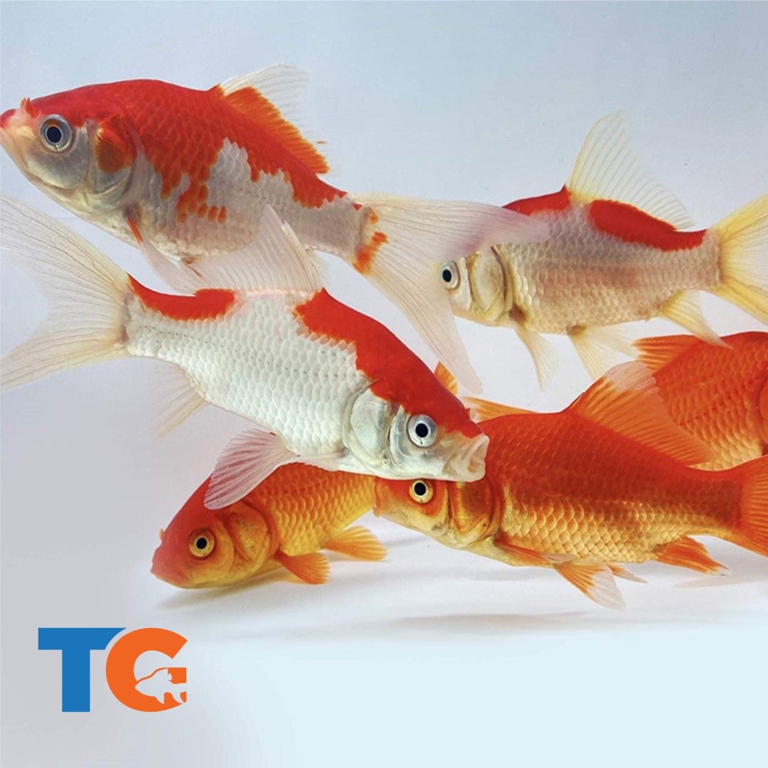 Goldfish Pond Pack #4 For Sale – Buy Live Sarasa and Comets Online ...