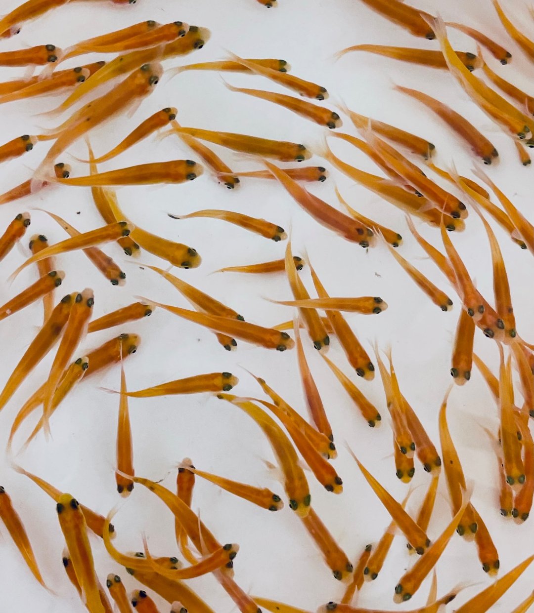 Rosie Red Minnows For Sale – Buy Live Rosie Reds Online | Toledo Goldfish