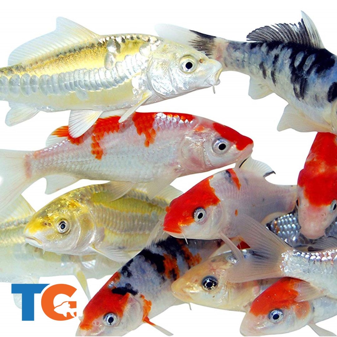 Standard Fin Koi For Sale – Buy Live Standard Fin Koi Online | Toledo ...