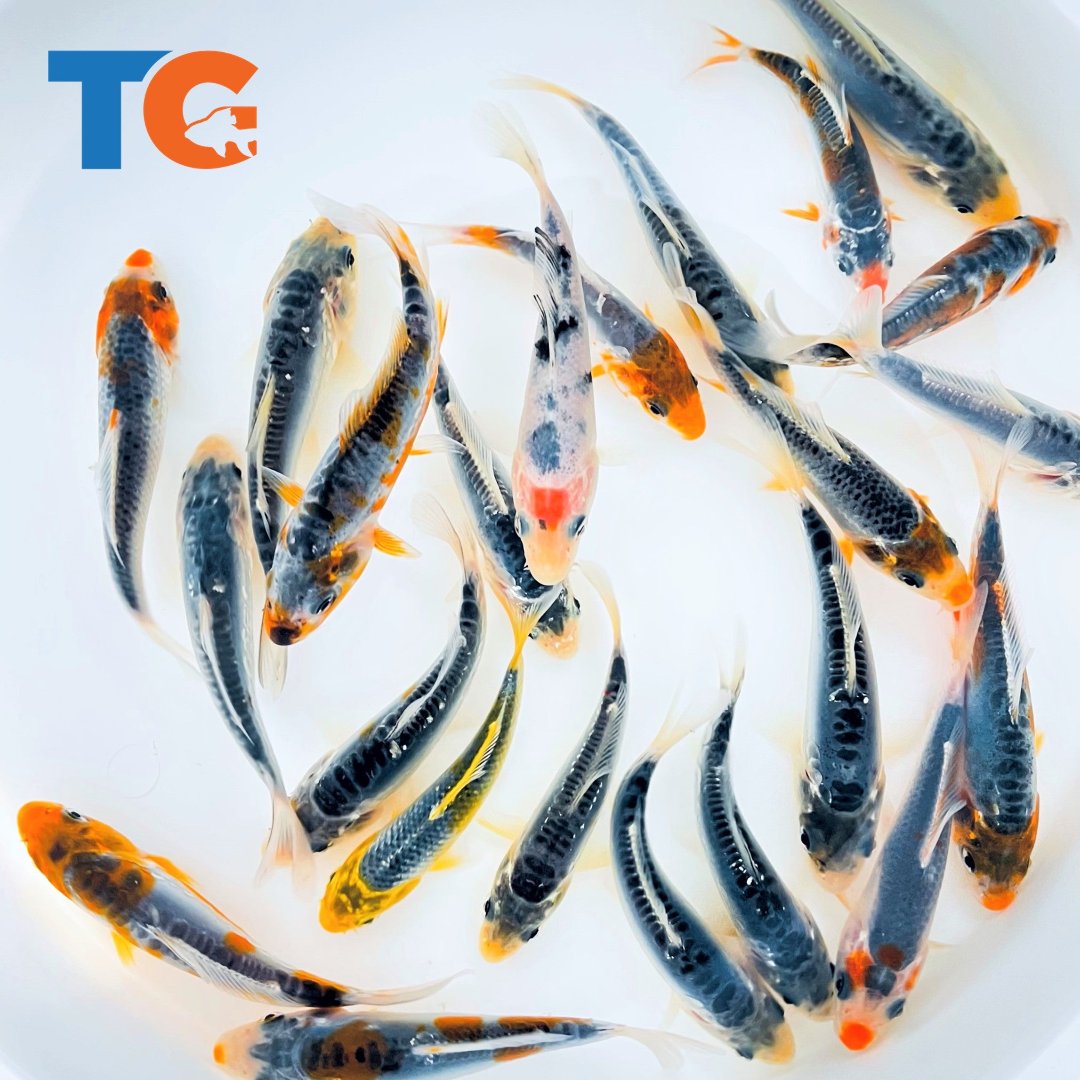 Calico Blue Koi For Sale – Buy Live Calico Blue Koi Online | Toledo ...