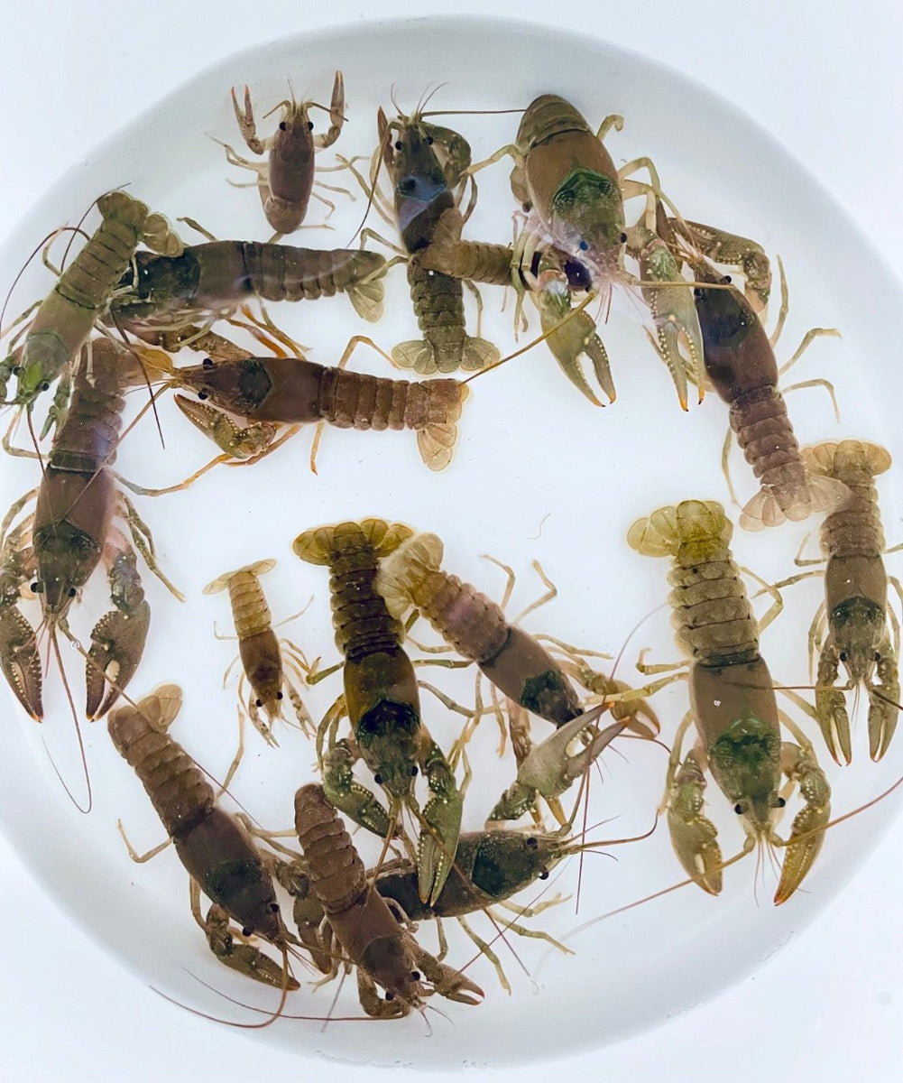 Baby Crayfish Amazon.com: 1 Live Pet Orange Dwarf Crayfish Lobster,