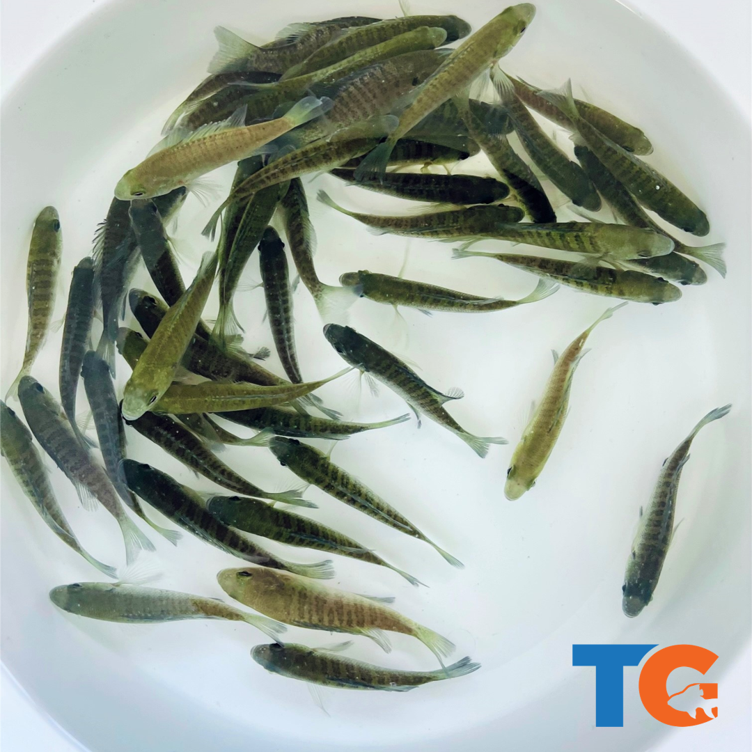 Farm Pond Stocking Guide: Catfish, Bass, and Crayfish – Toledo Goldfish