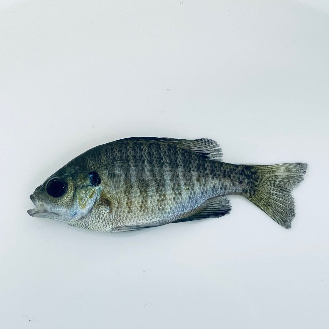 Bluegill Sunfish For Sale – Buy Live Bluegill Sunfish Online | Toledo ...