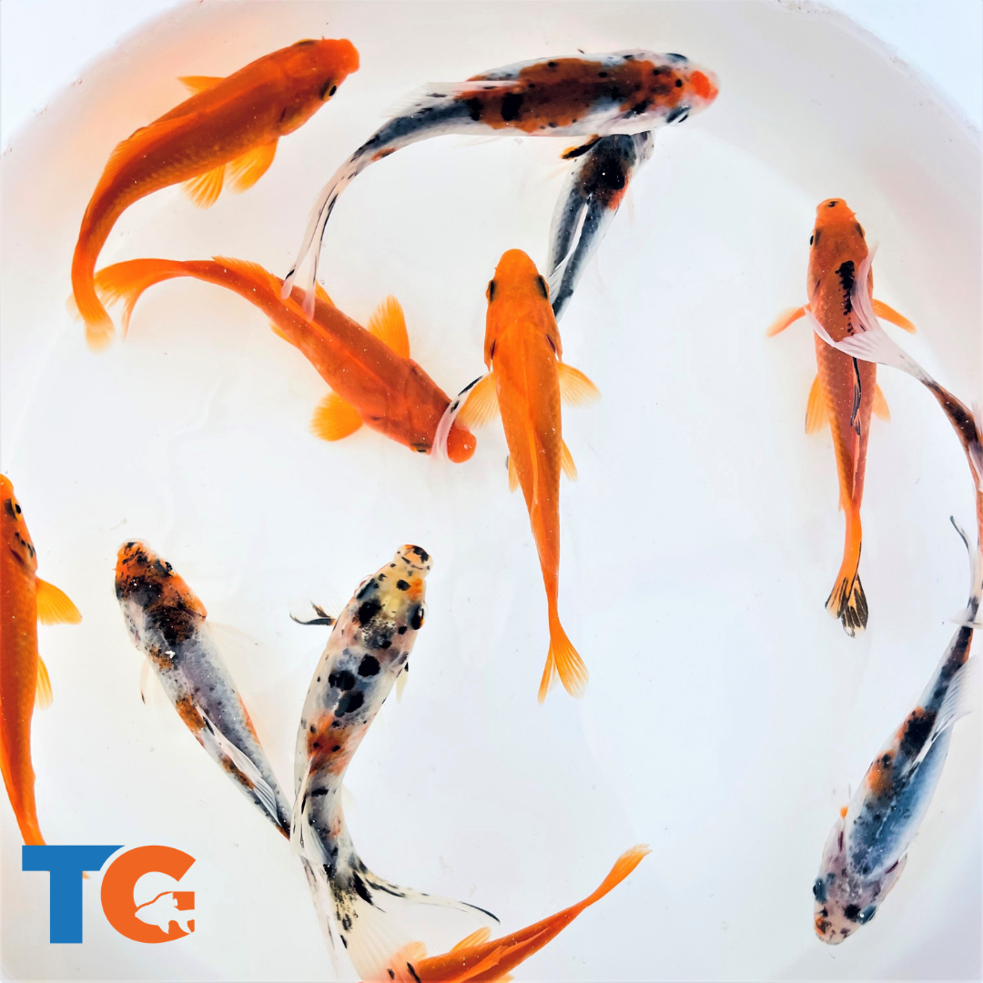 Goldfish Pond Pack #3 For Sale – Buy Live Shubunkin and Comets Online ...