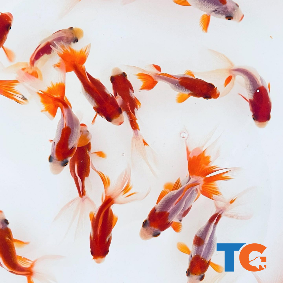 Red & White Fantails For Sale – Buy Live Red & White Fantails Online ...